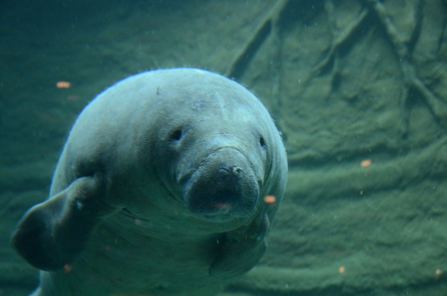Proponen retirar al manatí de Florida de la lista de especies protegidas