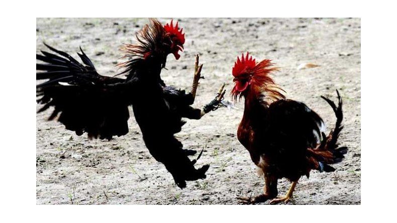 La tradición hispana de la pelea de gallos choca con las leyes de Florida