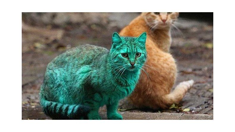 El famoso gato verde ni sufre mutación ni es alienígena... la razón es ...
