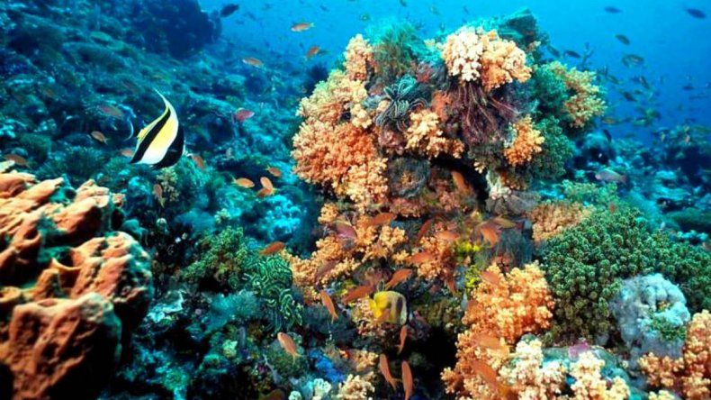 El 75% de los arrecifes de coral del Caribe está en riesgo de desaparecer | Medio Ambiente
