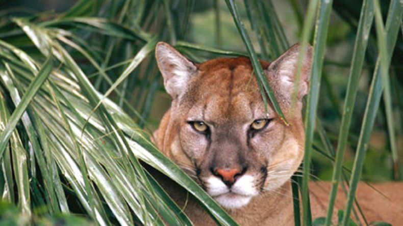 Dos panteras mueren impactadas por un vehículo en Florida | Fauna