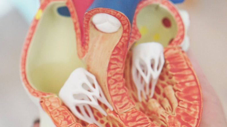 El corazón: qué es y cómo funciona | Salud, Especial de Salud 2020