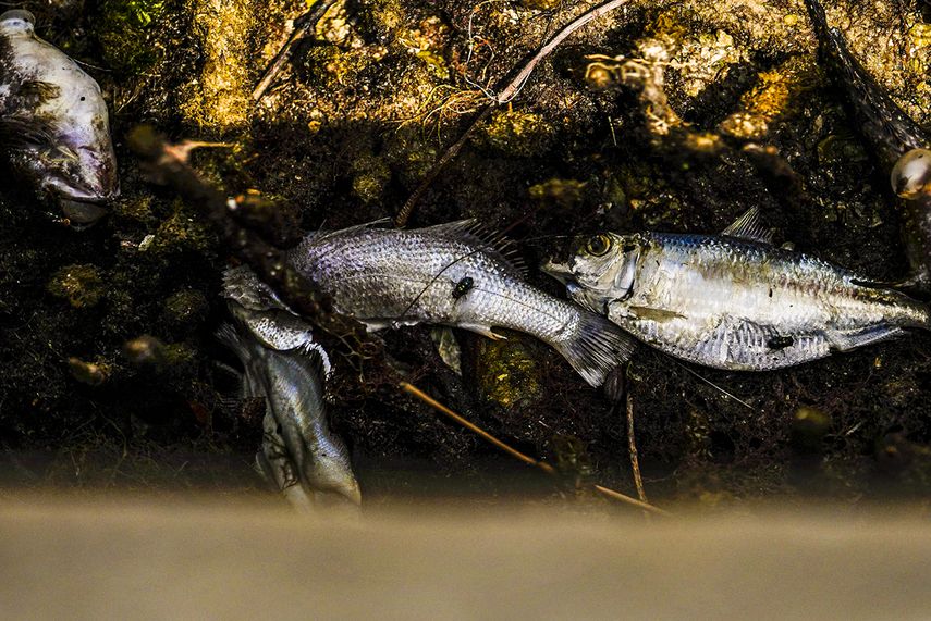 Marea roja en Florida, un quebradero de cabeza recurrente