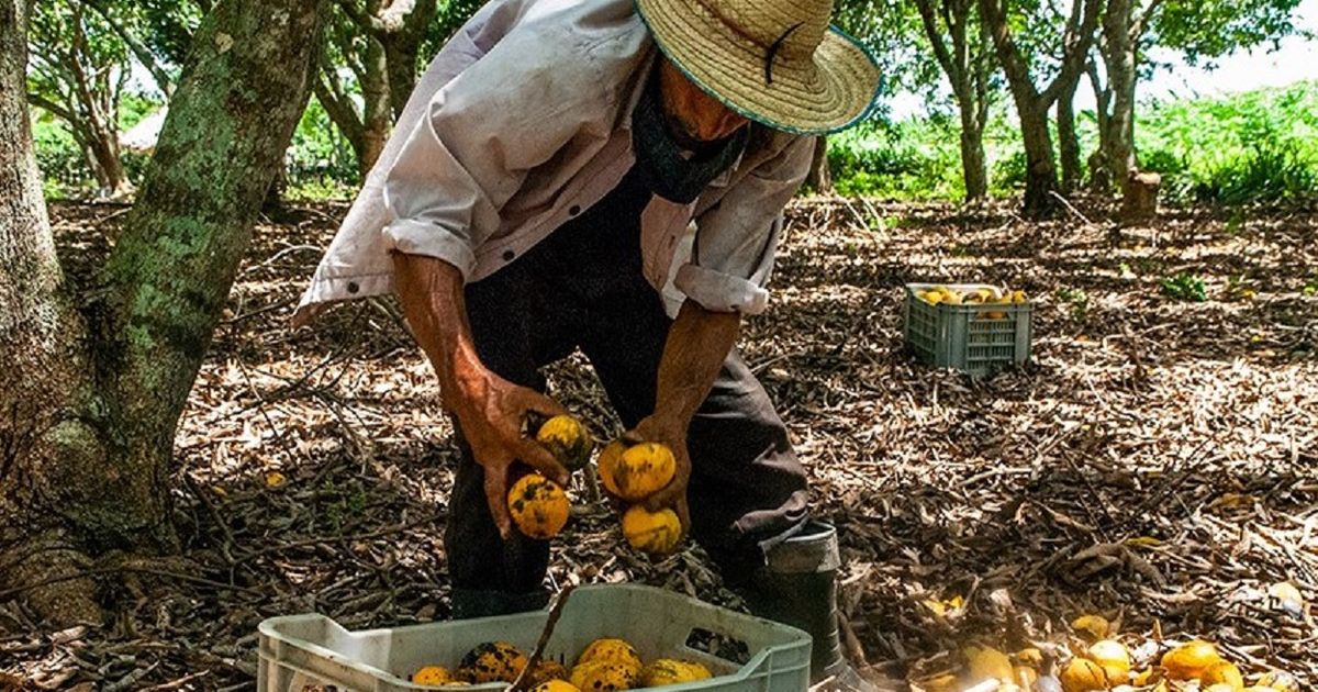 El mango es un antídoto a la hambruna en Cuba