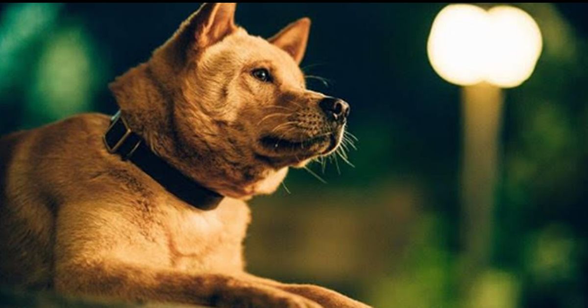 Hachiko 2, una película que muestra la fidelidad de las mascotas