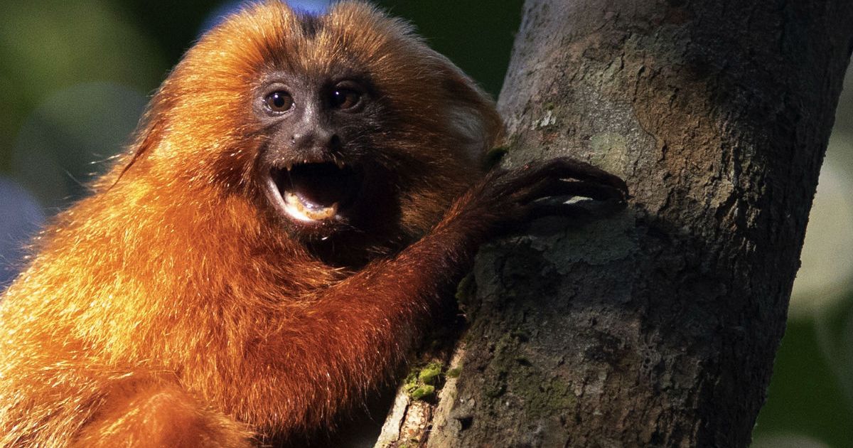 Brasil: Construyen puente para monos en peligro de extinción