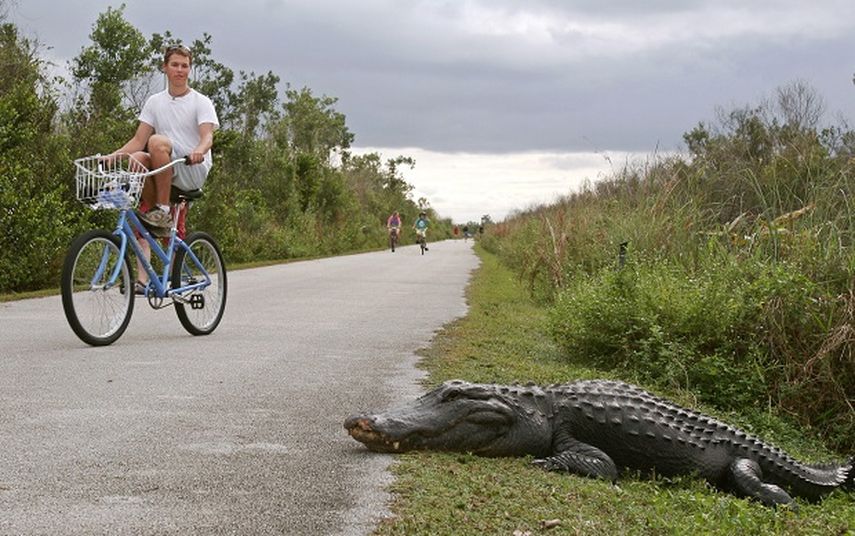 Se va el caimán de los Everglades: cae a la mitad la población y muchos ...