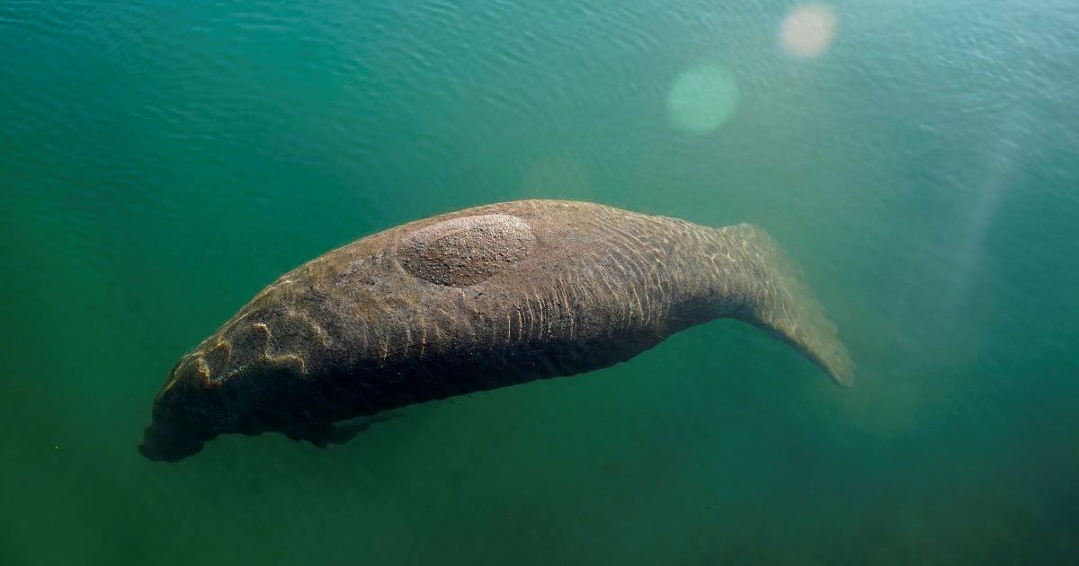 Florida alimenta a manatíes con 25 toneladas de lechuga