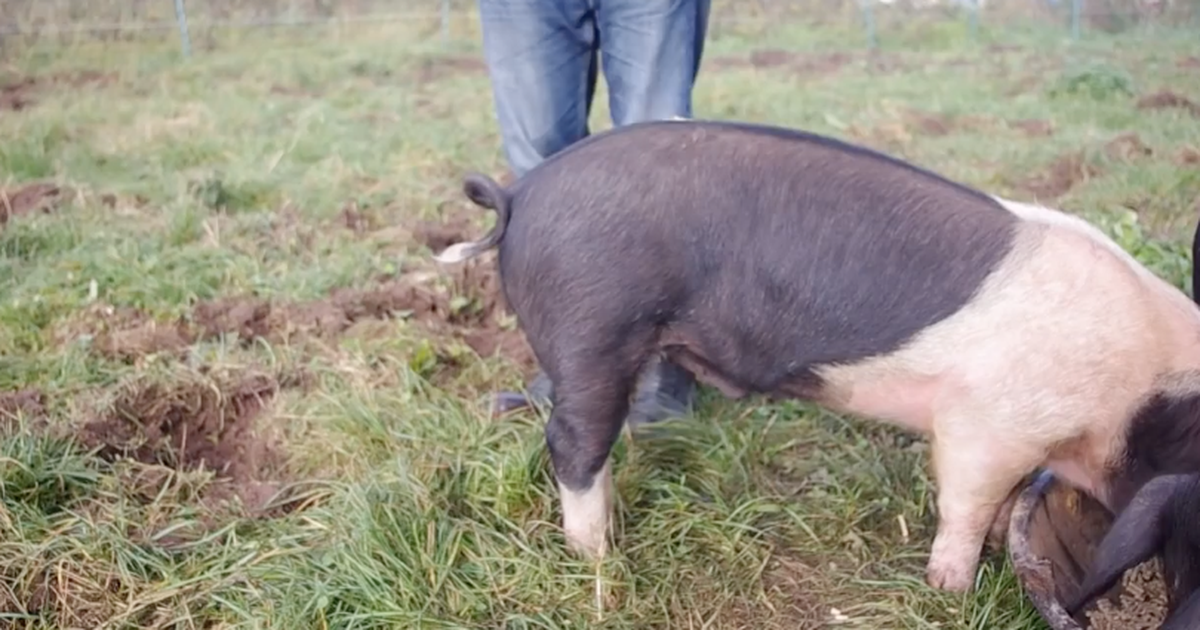 Miren como se estira la cola de cerdo
