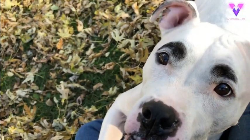 Perro con cejas que parecen pintadas, causa furor en internet