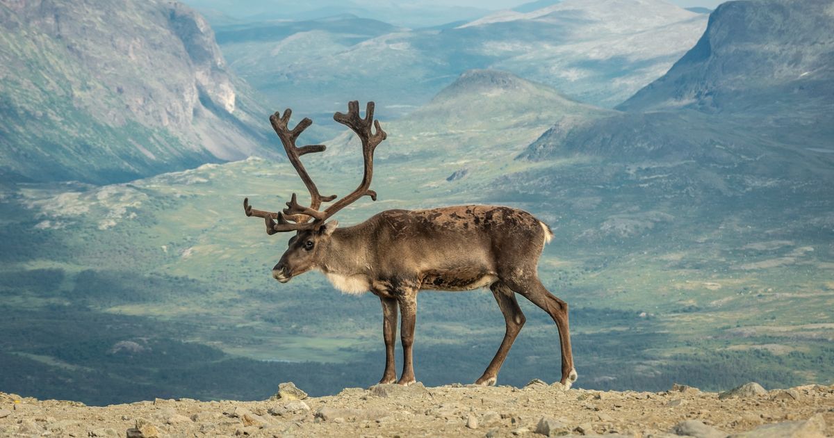Estudio: los renos duermen mientras rumian la comida