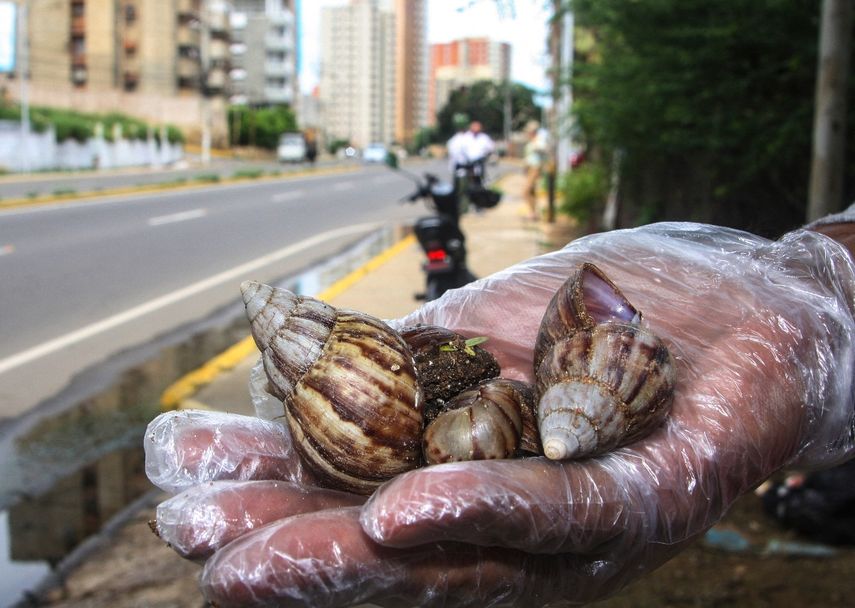 Alerta en Venezuela por peste de caracol africano gigante