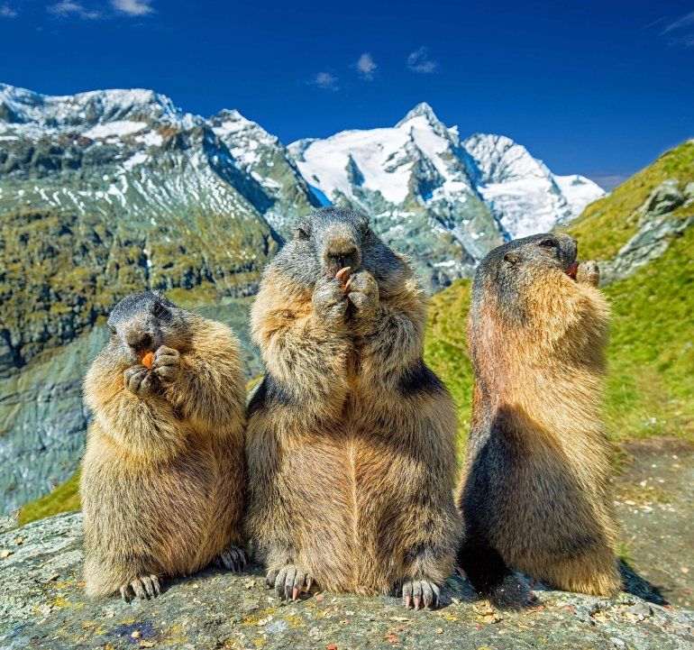 Día de la Marmota: ¿Llega la primavera o se queda el invierno?