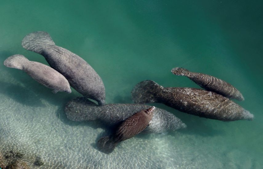 Informe Manatíes De Florida Siguen Muriendo De Hambre