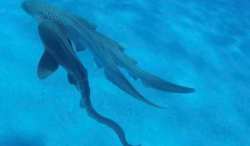 Filman por primera vez un trío de tiburones leopardo: Hacen falta más de dos para copular