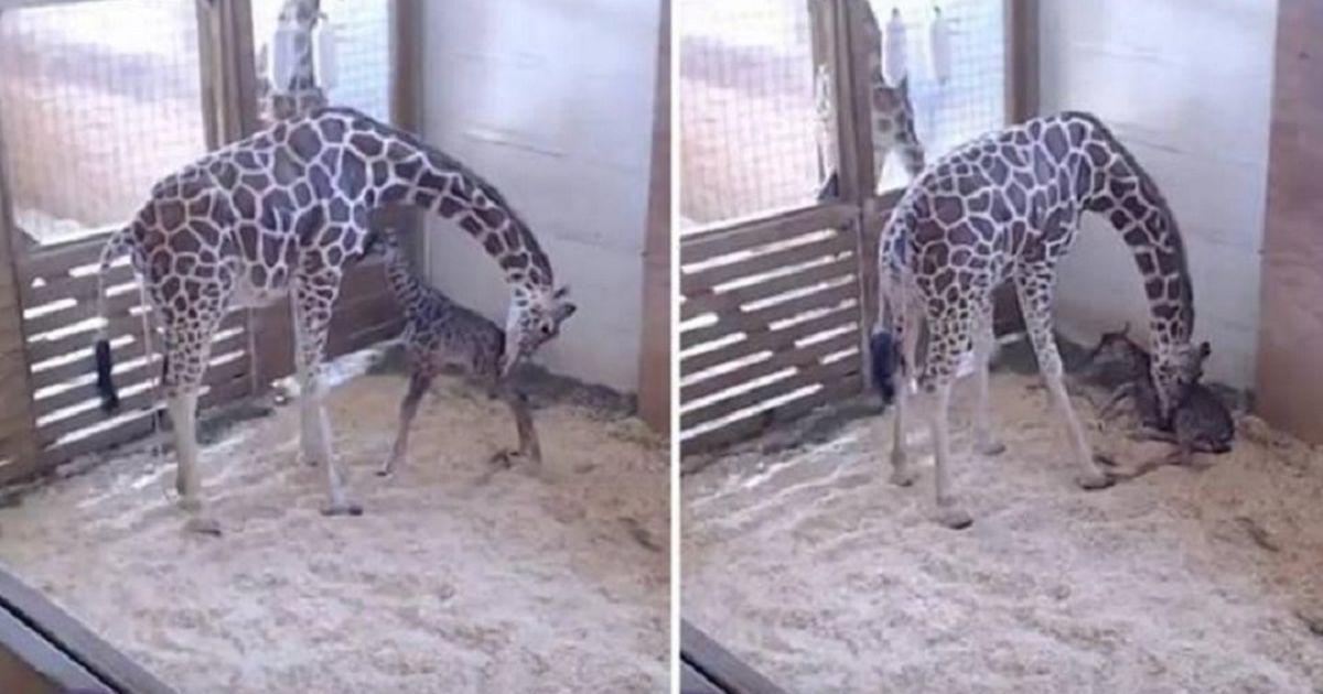 Un millón de personas asisten por Internet al parto de la jirafa April