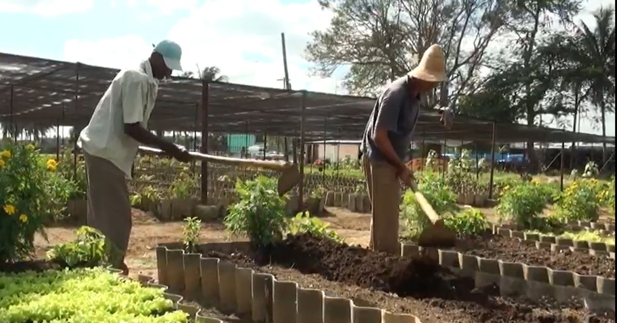 Campesinos independientes lanzan campaña para evitar hambruna en Cuba