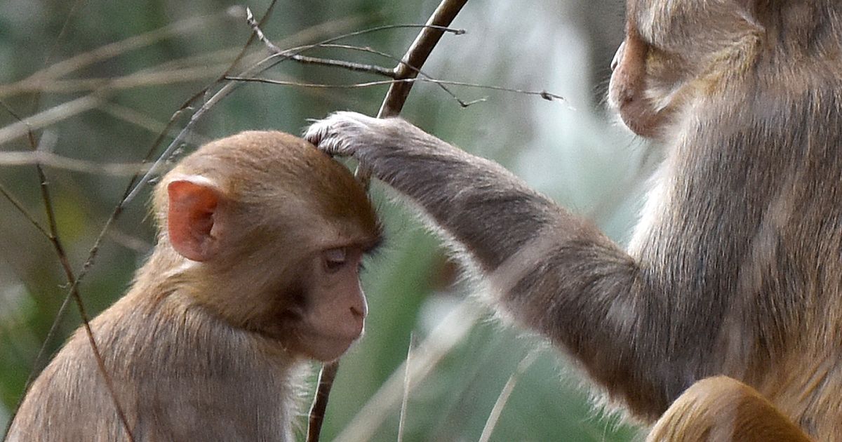 Simios pueden recordar a personas que no han visto durante décadas