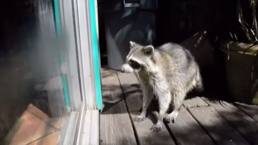 Extienden alerta por rabia en áreas de Kendall, en el suroeste de Miami ...