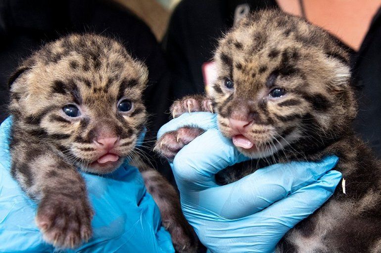 Zoo de Miami comparte fotos de crías de leopardo nebuloso