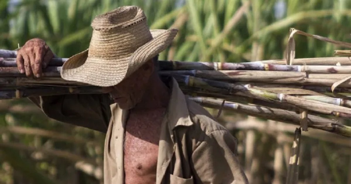 La amarga historia del azúcar en Cuba