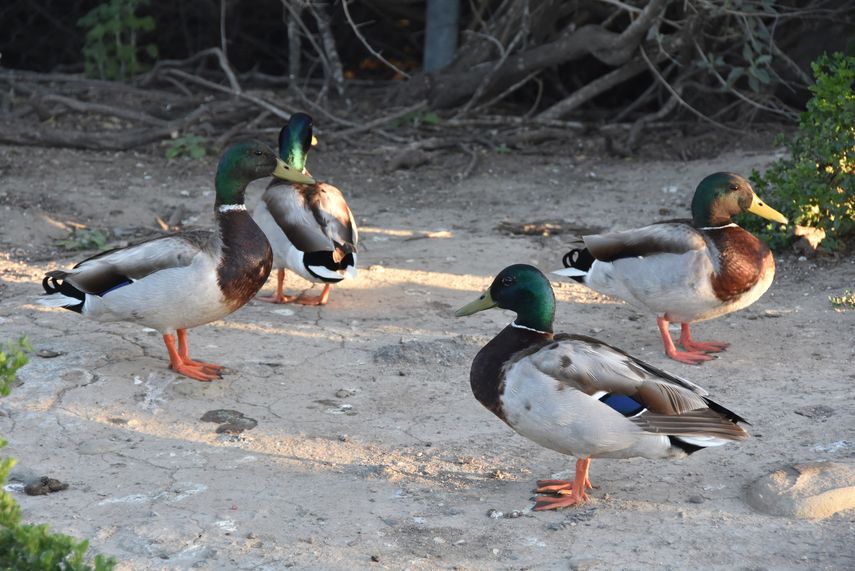 Ormond Beach, el enclave silvestre de California que lucha contra la ...