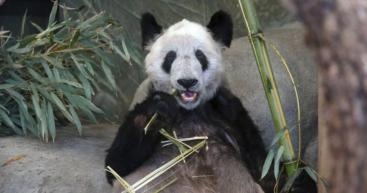 La panda gigante Ya Ya regresa a China tras 20 años en EEUU