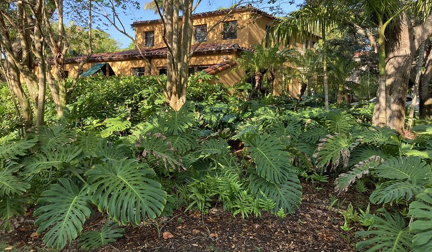 De Miami es Morningside, 100 años bien cumplidos