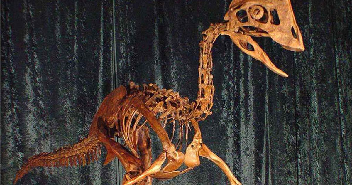 El pollo del infierno ya tiene nombre