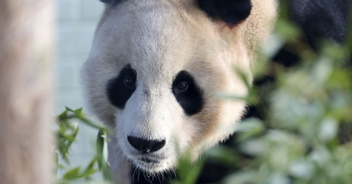 Amistad, el panda nacido en Kuala Lumpur que se ha hecho viral