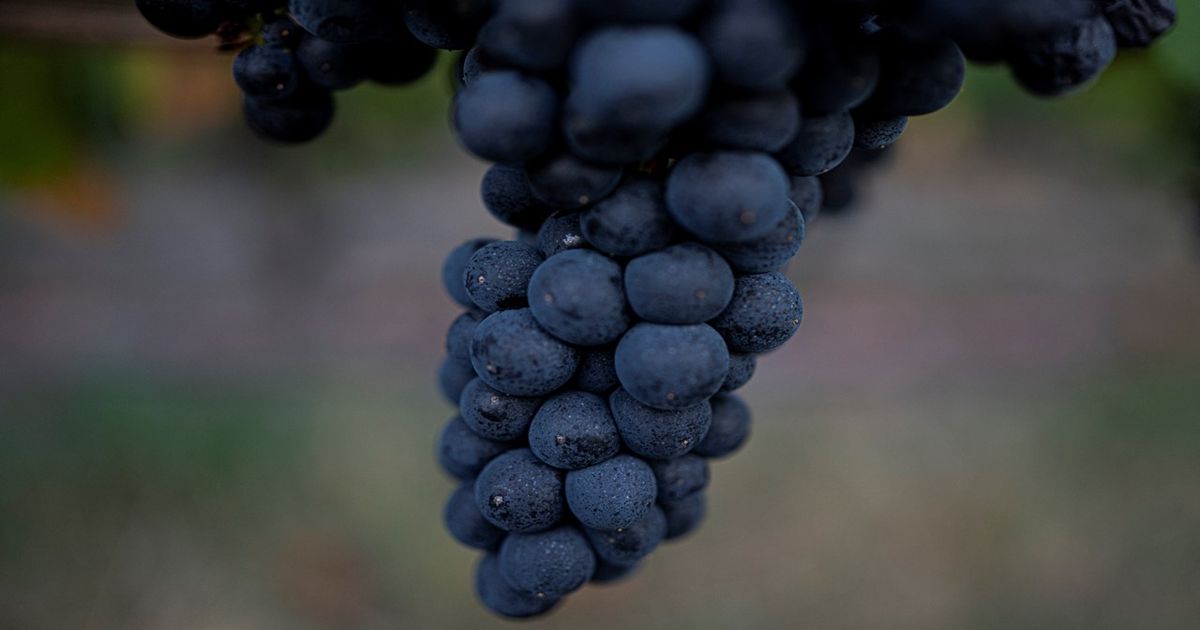 Tannat, la uva que puso a Uruguay en mapa mundial del vino