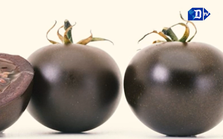 La Buena Noticia El Tomate Morado Alimento Modificado Genéticamente