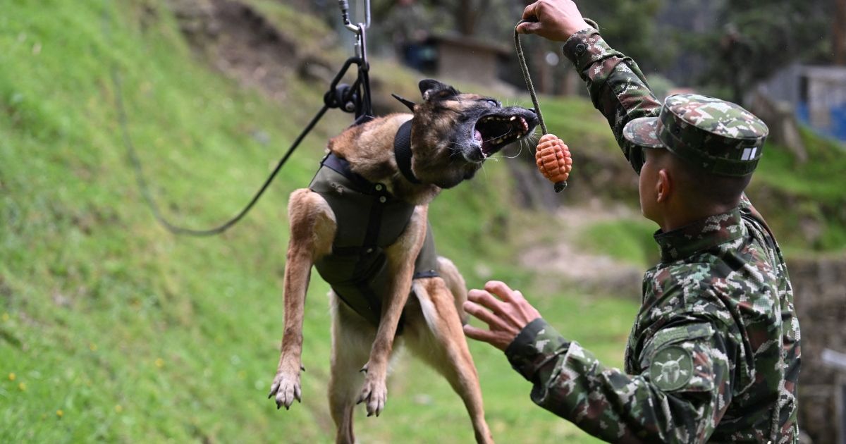 Colombia redobla búsqueda de Wilson, el perro perdido en la selva