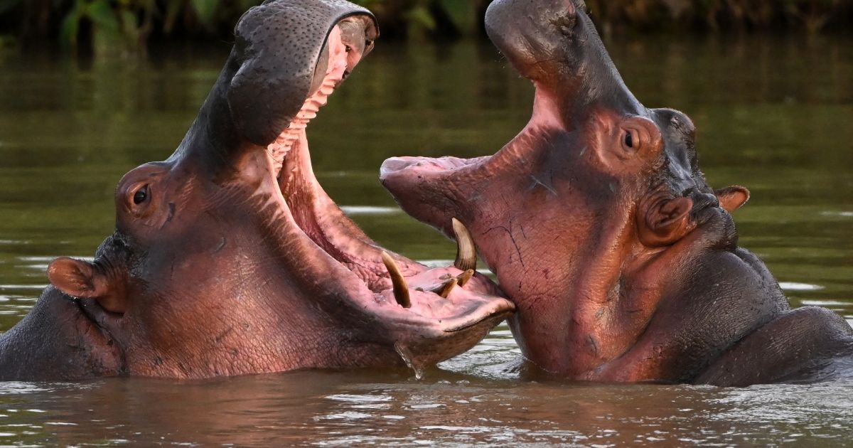Colombia ya no sabe qué hacer con los hipopótamos de Escobar