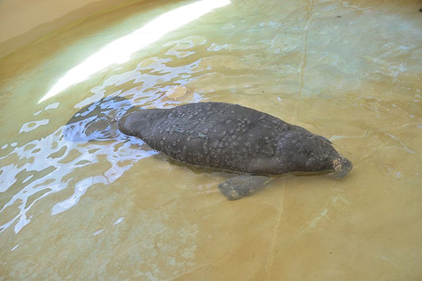 Luchan por la vida de un manatí en el Miami Seaquarium