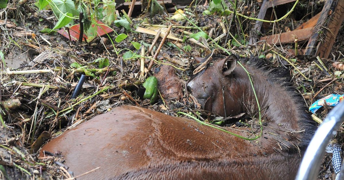 Hallan docenas de caballos muertos y en avanzada descomposición en Miami