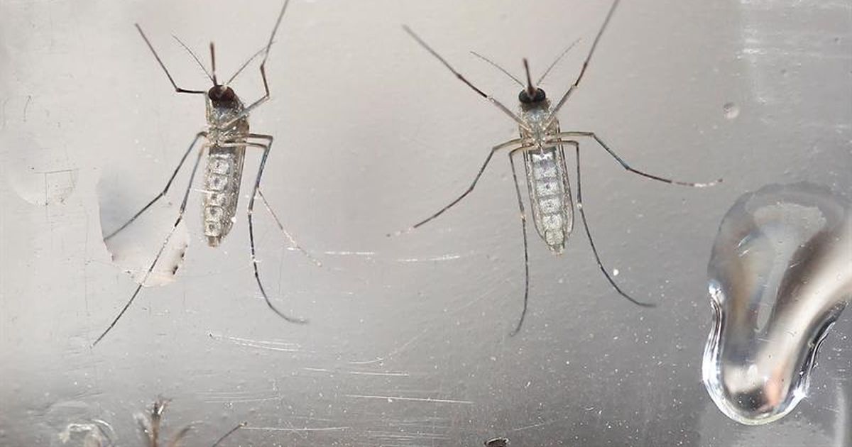 Nicaragua confirma nuevos contagios de zika