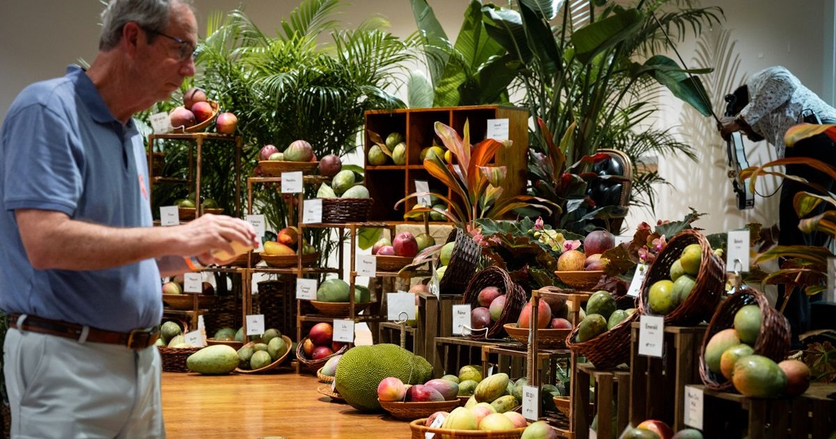 La gran fiesta del mango inunda jardín botánico en Miami
