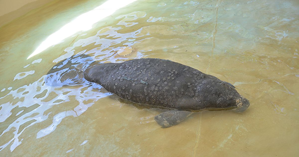 Luchan por la vida de un manatí en el Miami Seaquarium