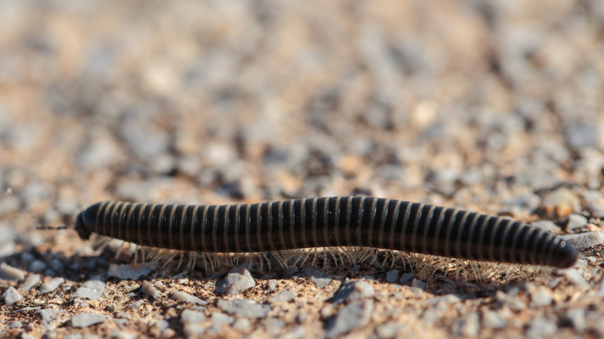 Científicos descubren a un milpiés auténtico
