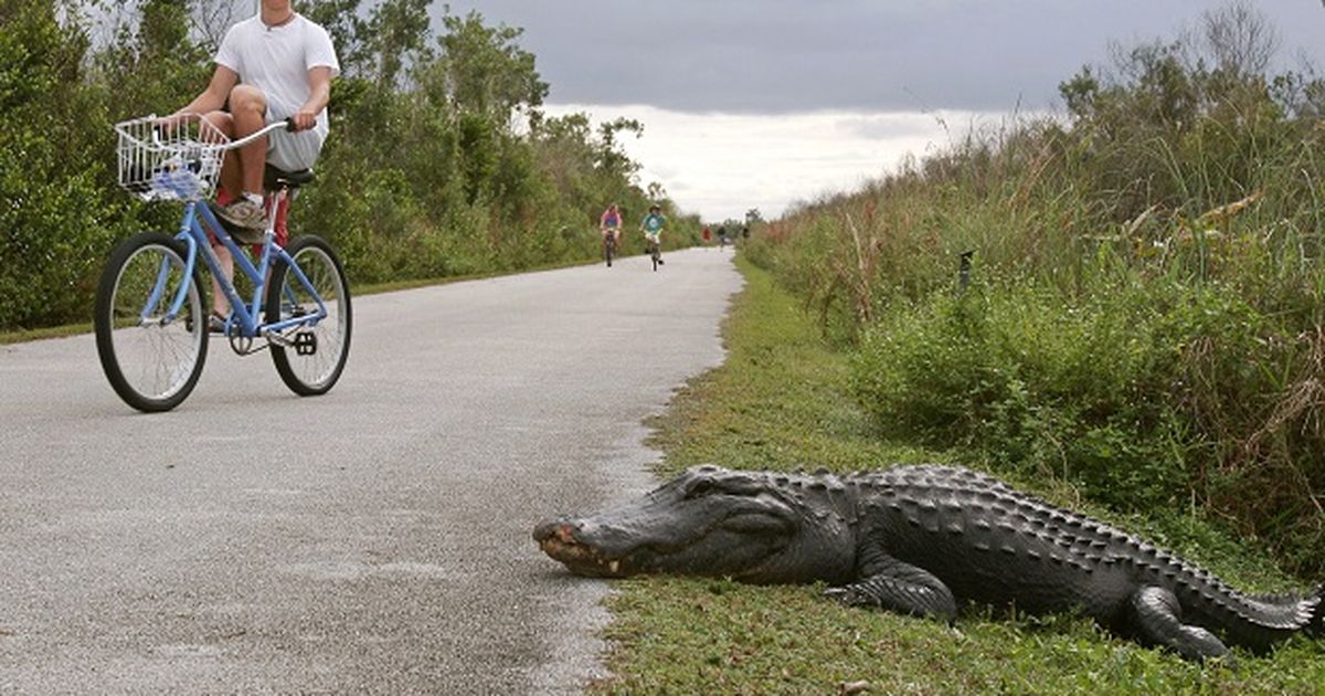 Se va el caimán de los Everglades: cae a la mitad la población y muchos ...