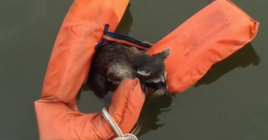 Rescatan a mapache del agua