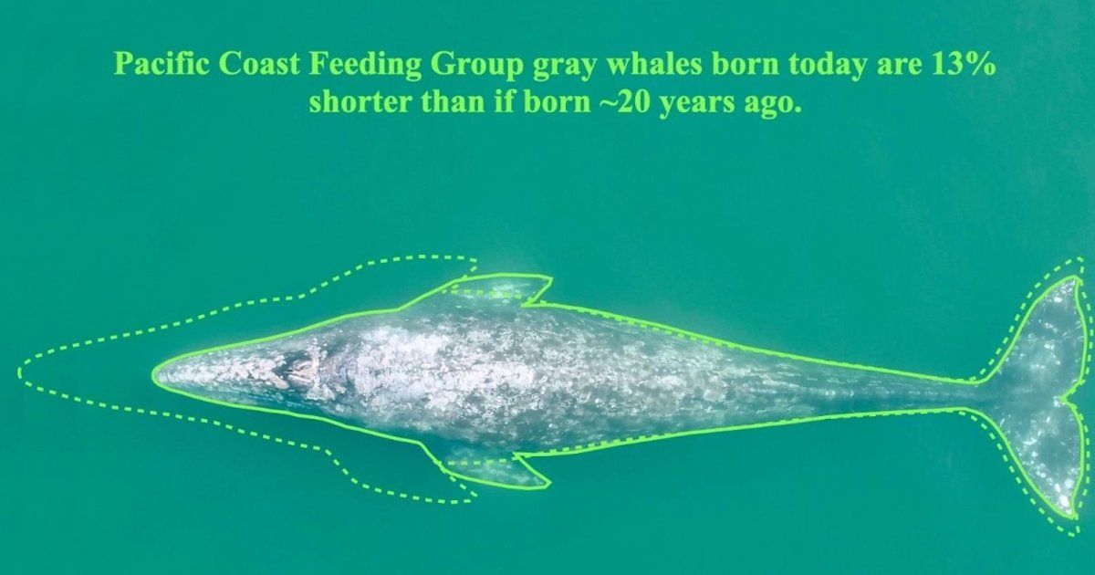 Ballenas grises del Pacífico han menguado un 13% de su tamaño en lo que ...