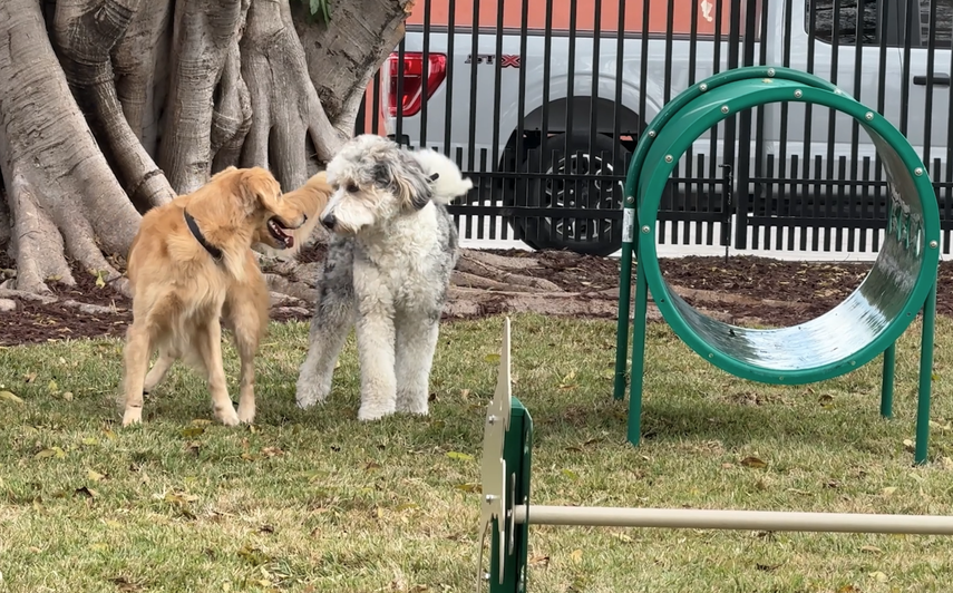 Hialeah reabre renovado parque para perros Tres Amigos