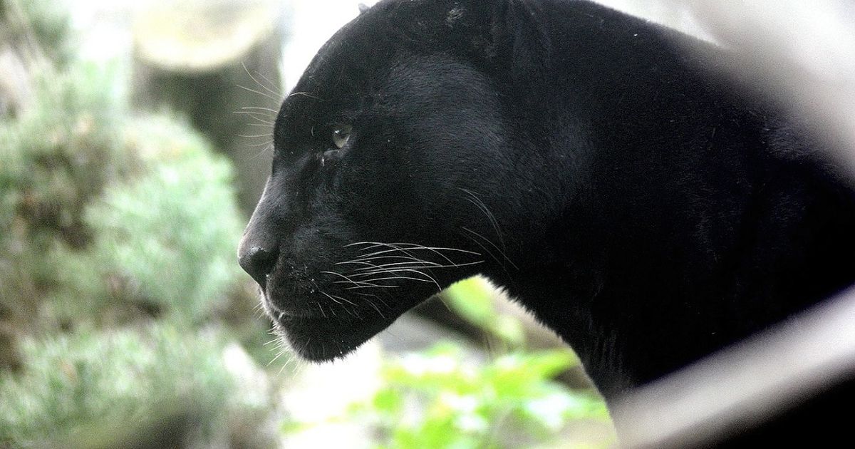 Pantera de Florida muere después de pelea con otra de su especie