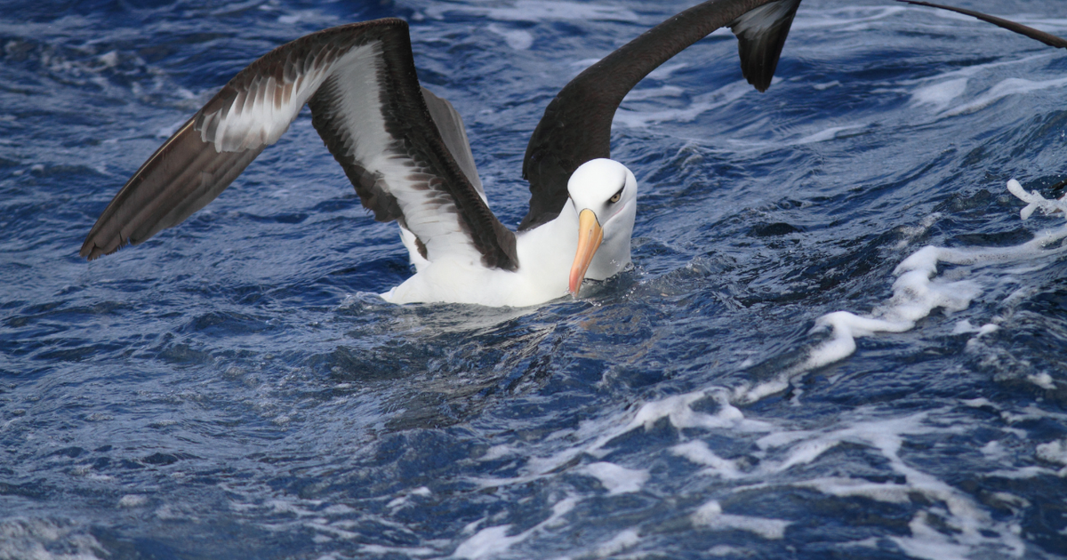 Albatros prefieren divorciar antes que pelear por su pareja Albatros prefieren divorciar antes que pelear por su pareja
