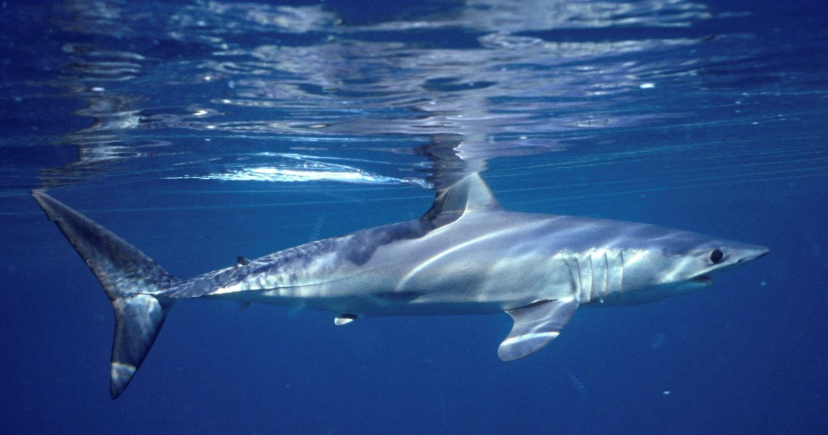 Tiburón ataca a un turista al sur de Brasil