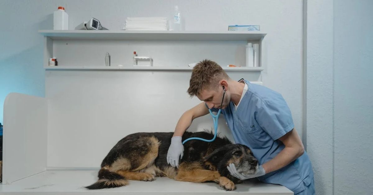 Combate de la rabia en perros y humanos pasa por prevención y vigilancia