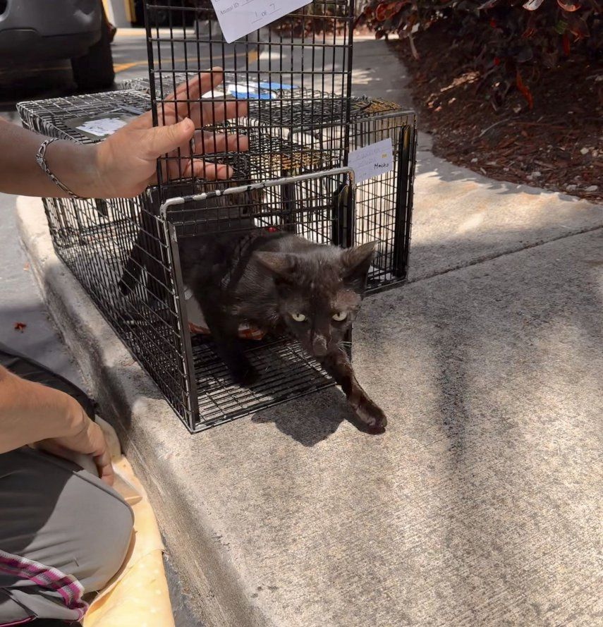 Héroes en la comunidad: los voluntarios que ayudan a esterilizar gatos ...