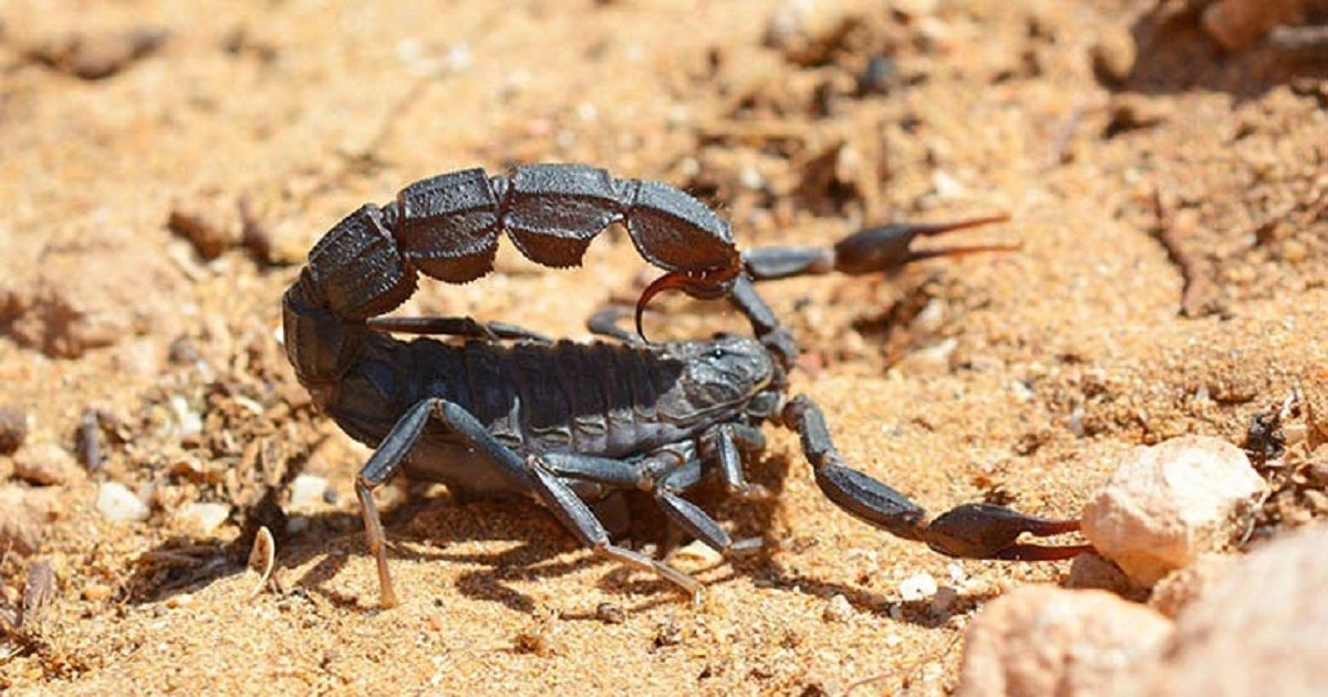 El escorpión pequeño es el más mortífero